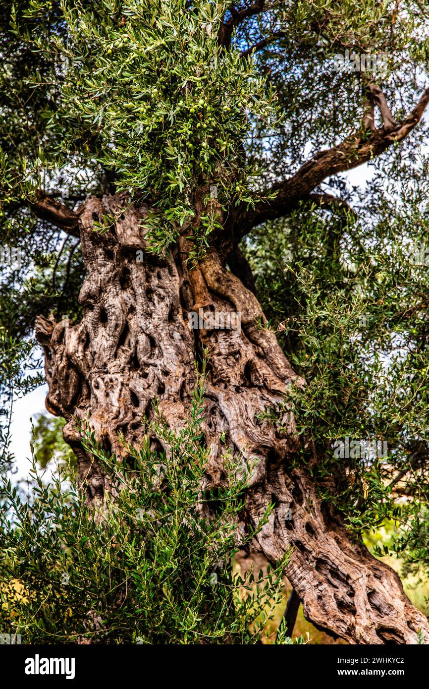 Olive tree plantation, Montenegro, Montenegro Stock Photo - Alamy