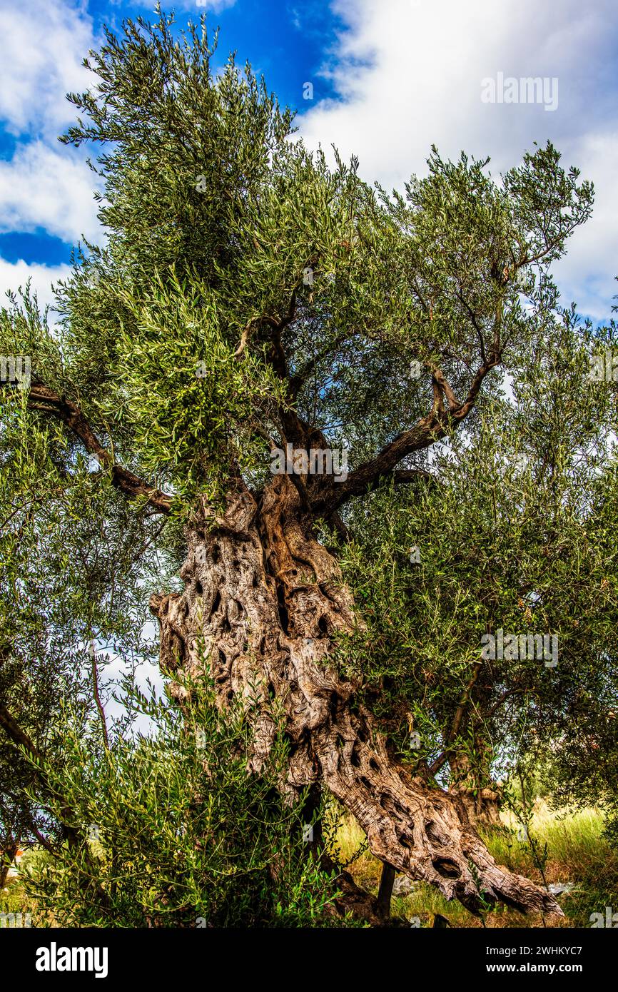 Olive tree plantation, Montenegro, Montenegro Stock Photo - Alamy