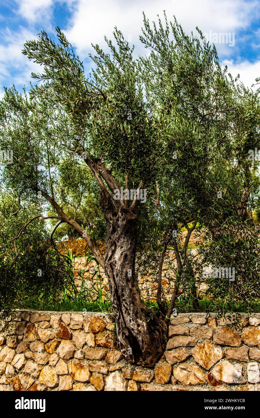Olive tree plantation, Montenegro, Montenegro Stock Photo - Alamy