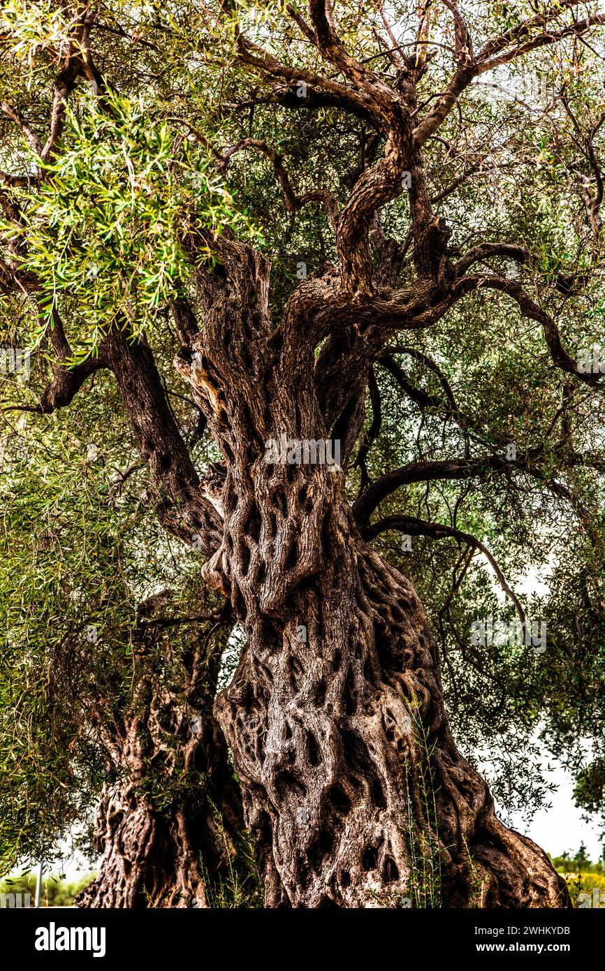 Olive tree plantation, Montenegro, Montenegro Stock Photo - Alamy