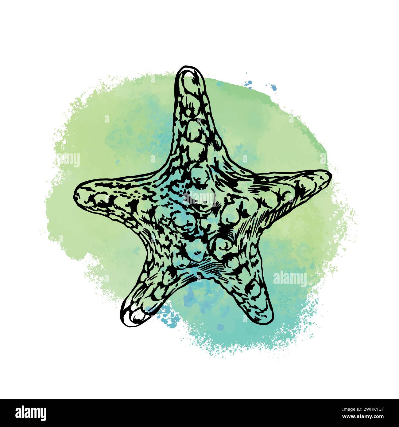 Starfish, graphics. Vector illustration on a blue spot background ...
