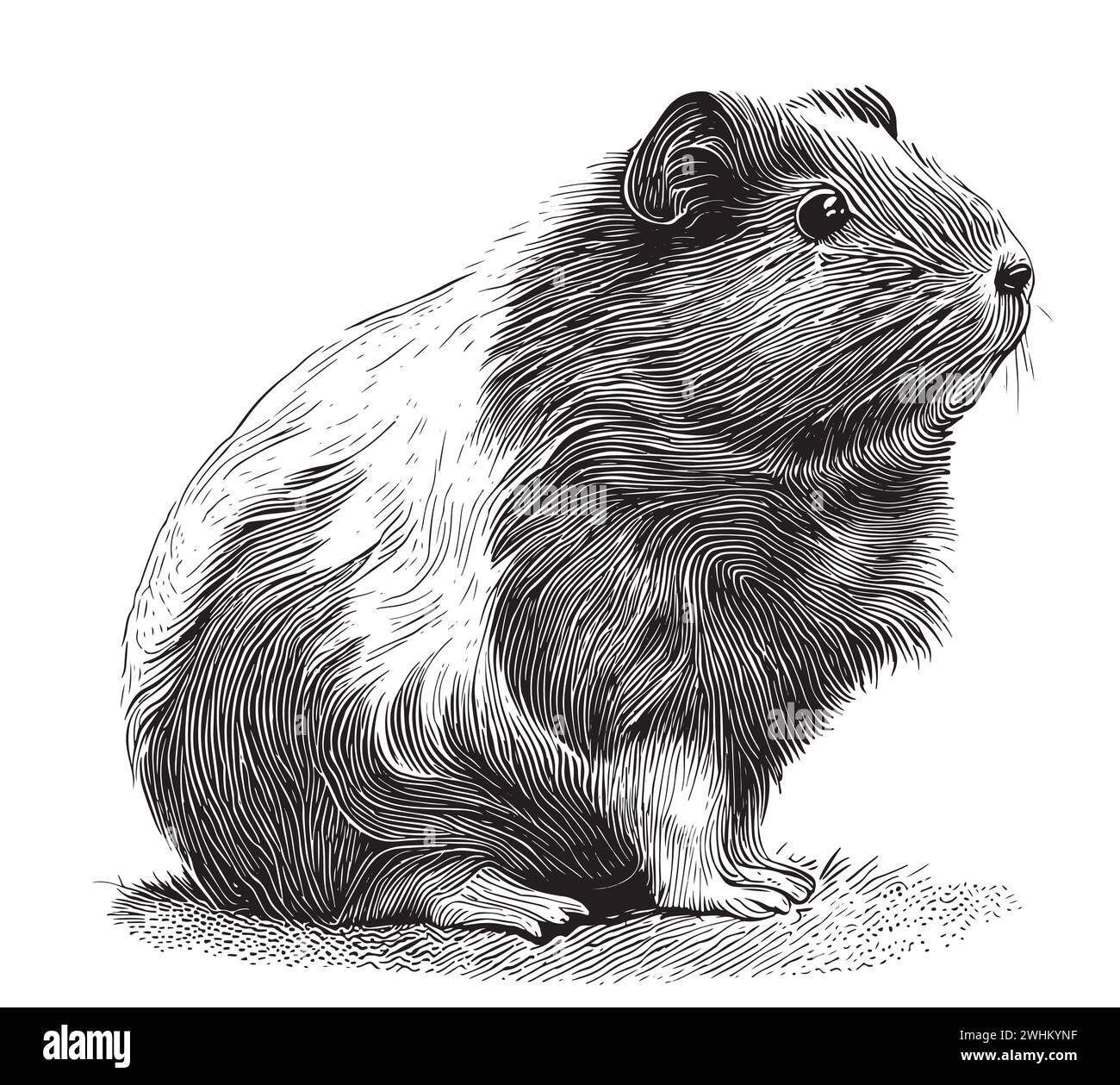 Vector antique engraving drawing illustration of guinea pig or cavy ...