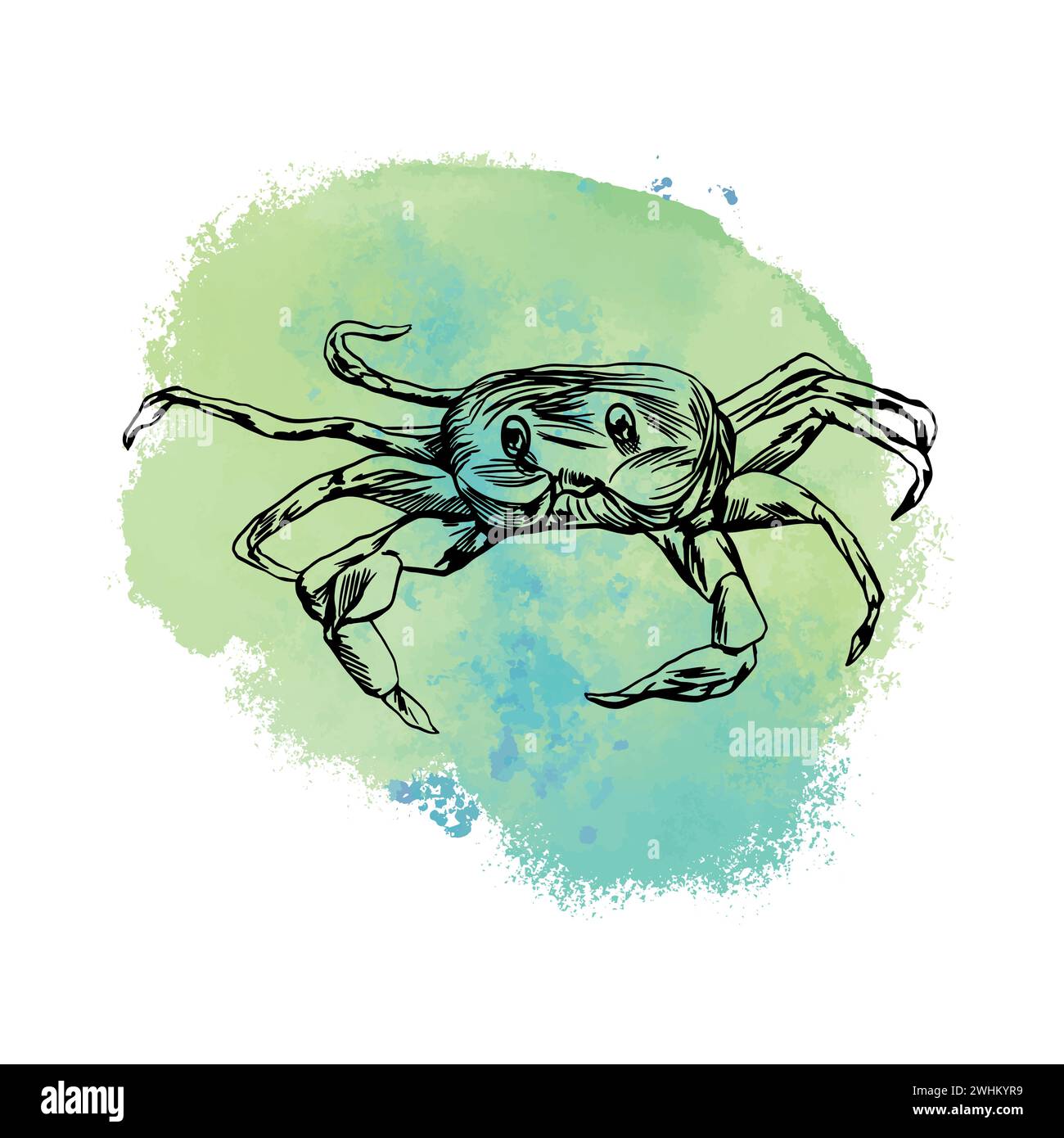 Crab graphics. Vector illustration with sea stain on background. Design ...