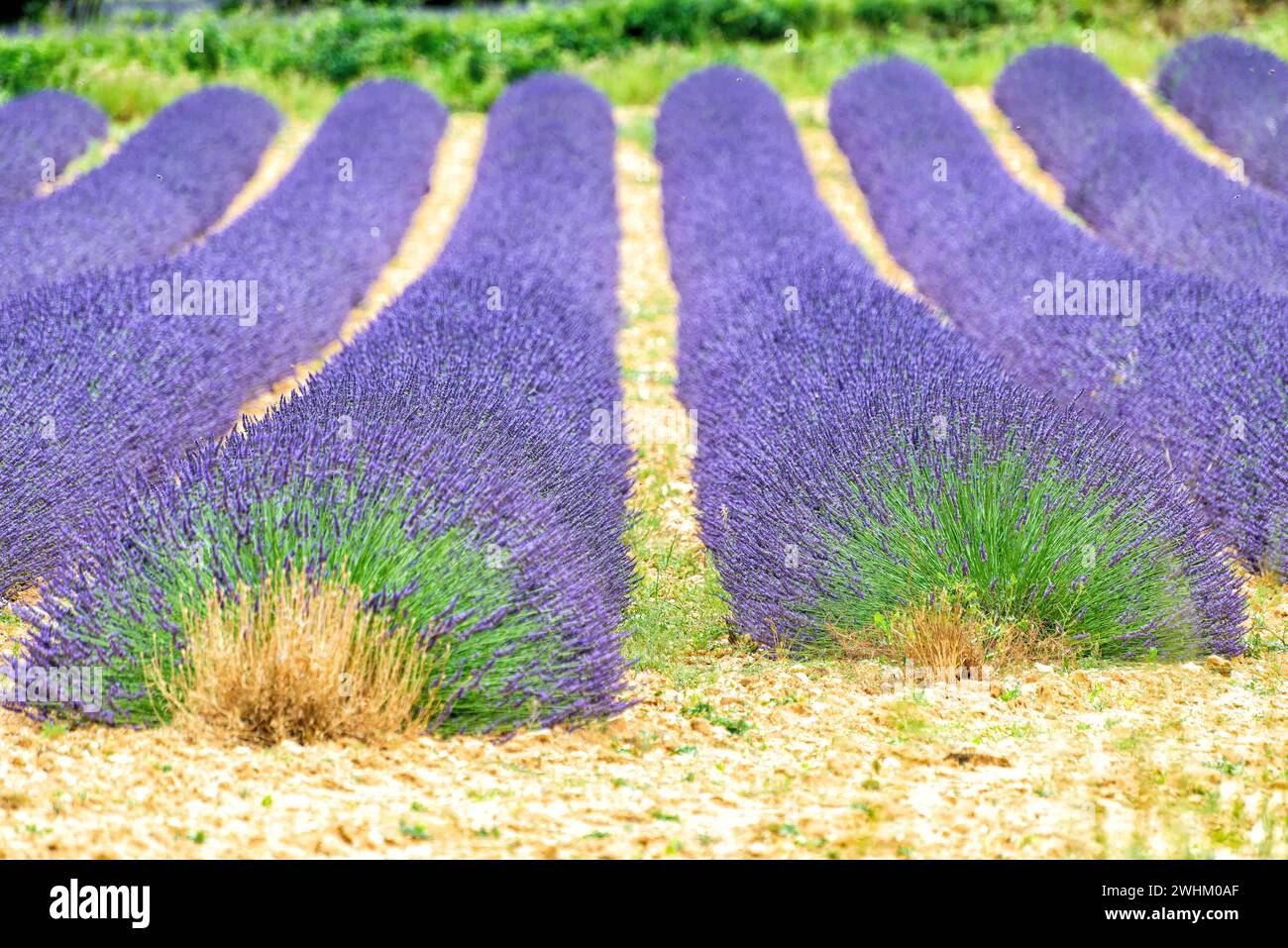 Beautiful lavender field in bloom hi-res stock photography and images ...