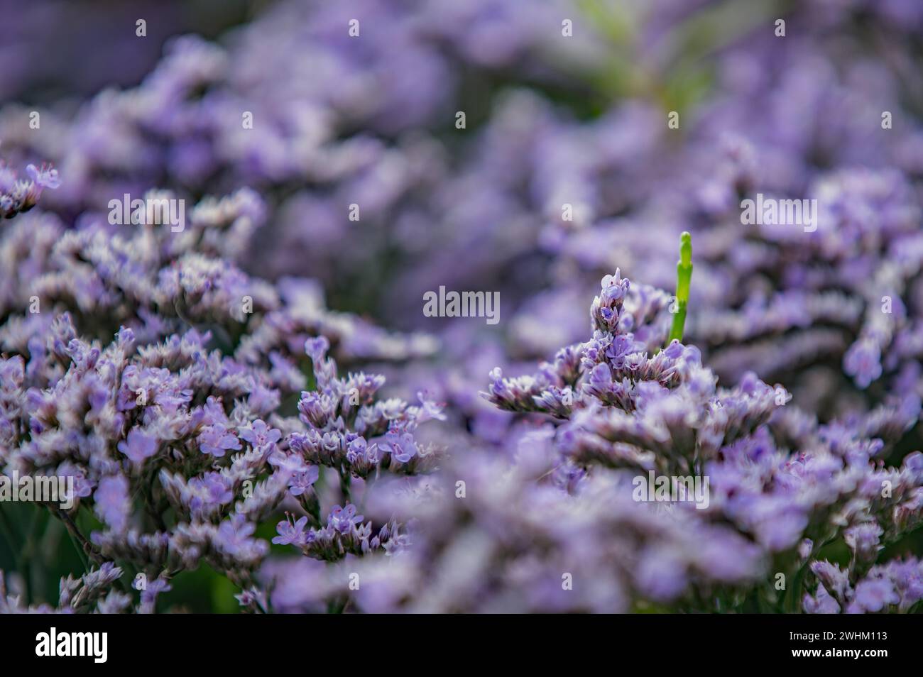 Common Sea Lavender Stock Photo - Alamy