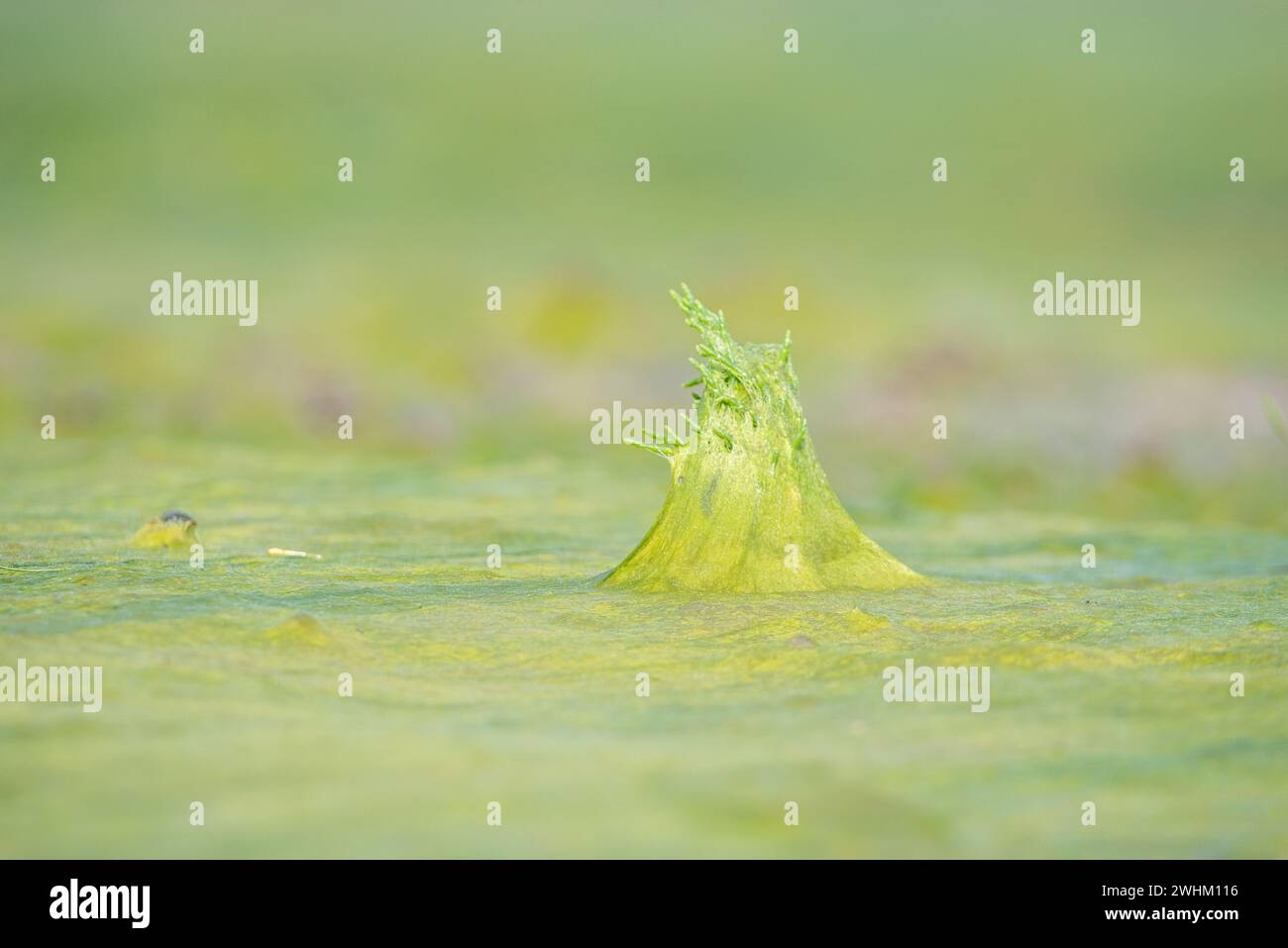 Algae carpet hi-res stock photography and images - Alamy
