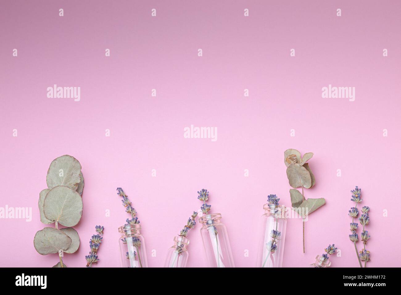 Lavender sprigs and eucalyptus in glass test tubes on purple background ...