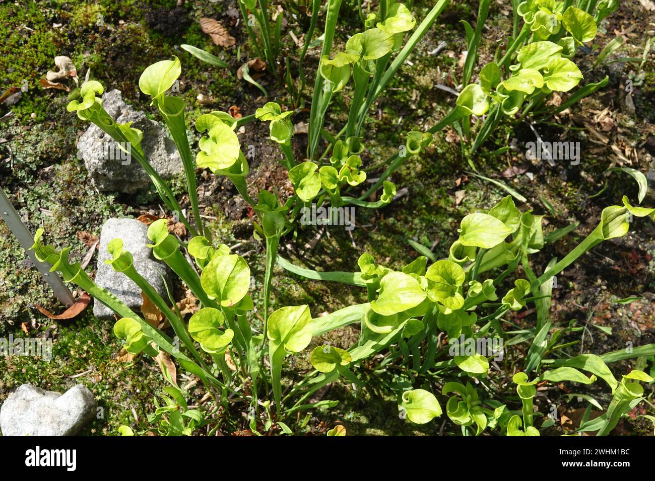 Sarracenia flava, yellow pitcherplant Stock Photo - Alamy