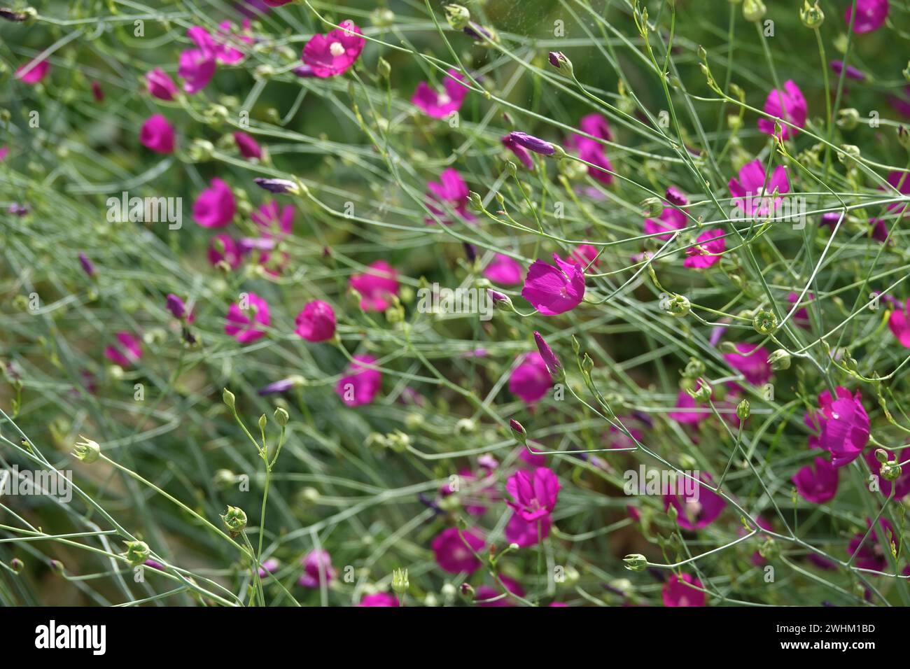 Callirhoe, digitata, fringed poppy mallow Stock Photo - Alamy