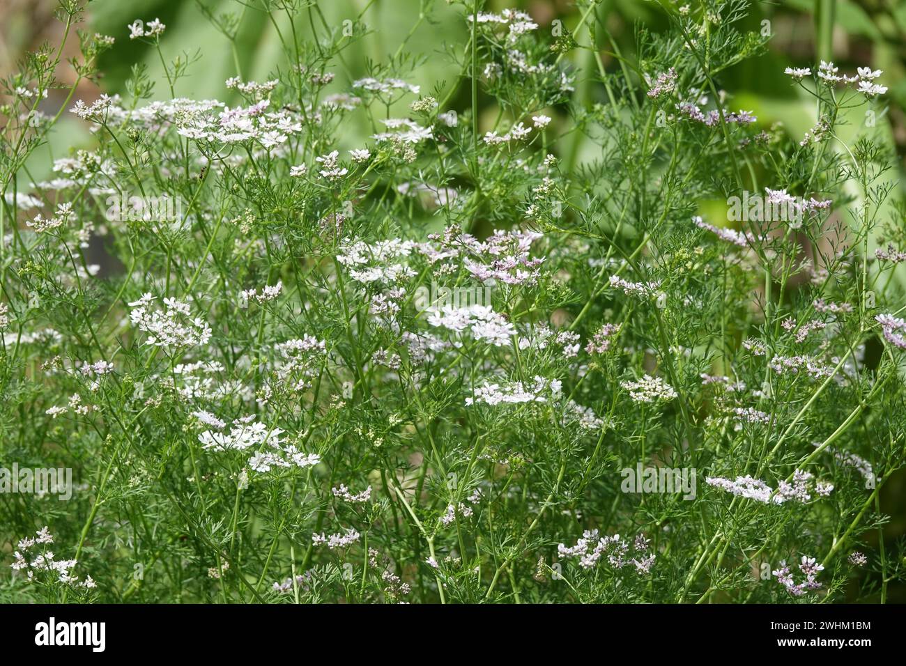 Coriandrum sativum plants hi-res stock photography and images - Alamy