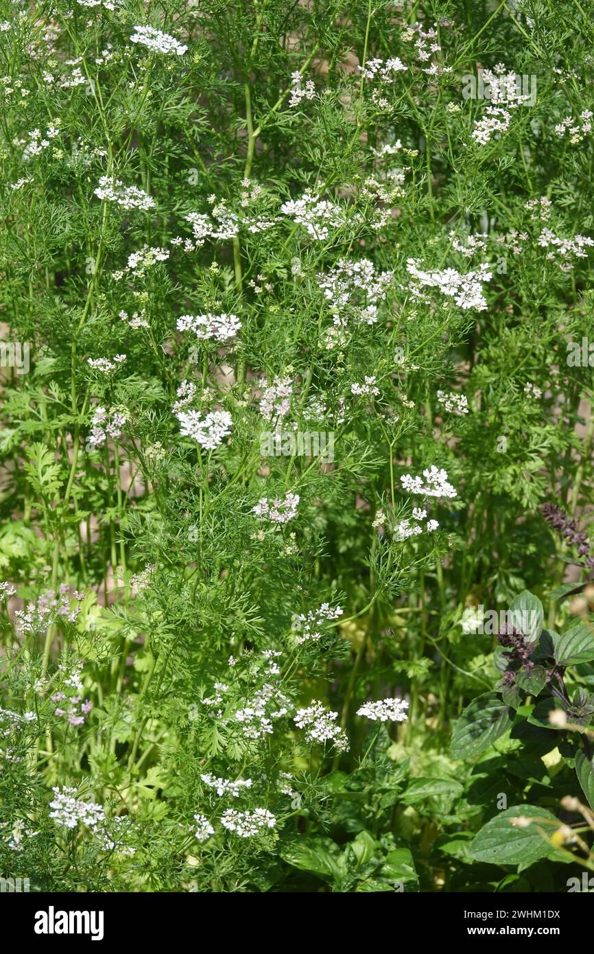 Coriandrum sativum plants hi-res stock photography and images - Alamy