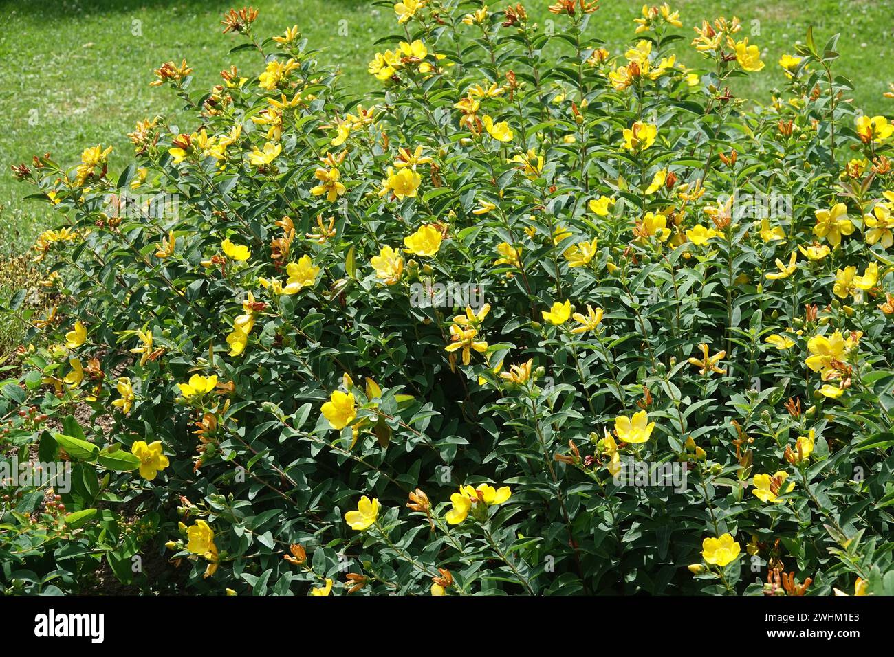 Bocks johanniskraut hi-res stock photography and images - Alamy