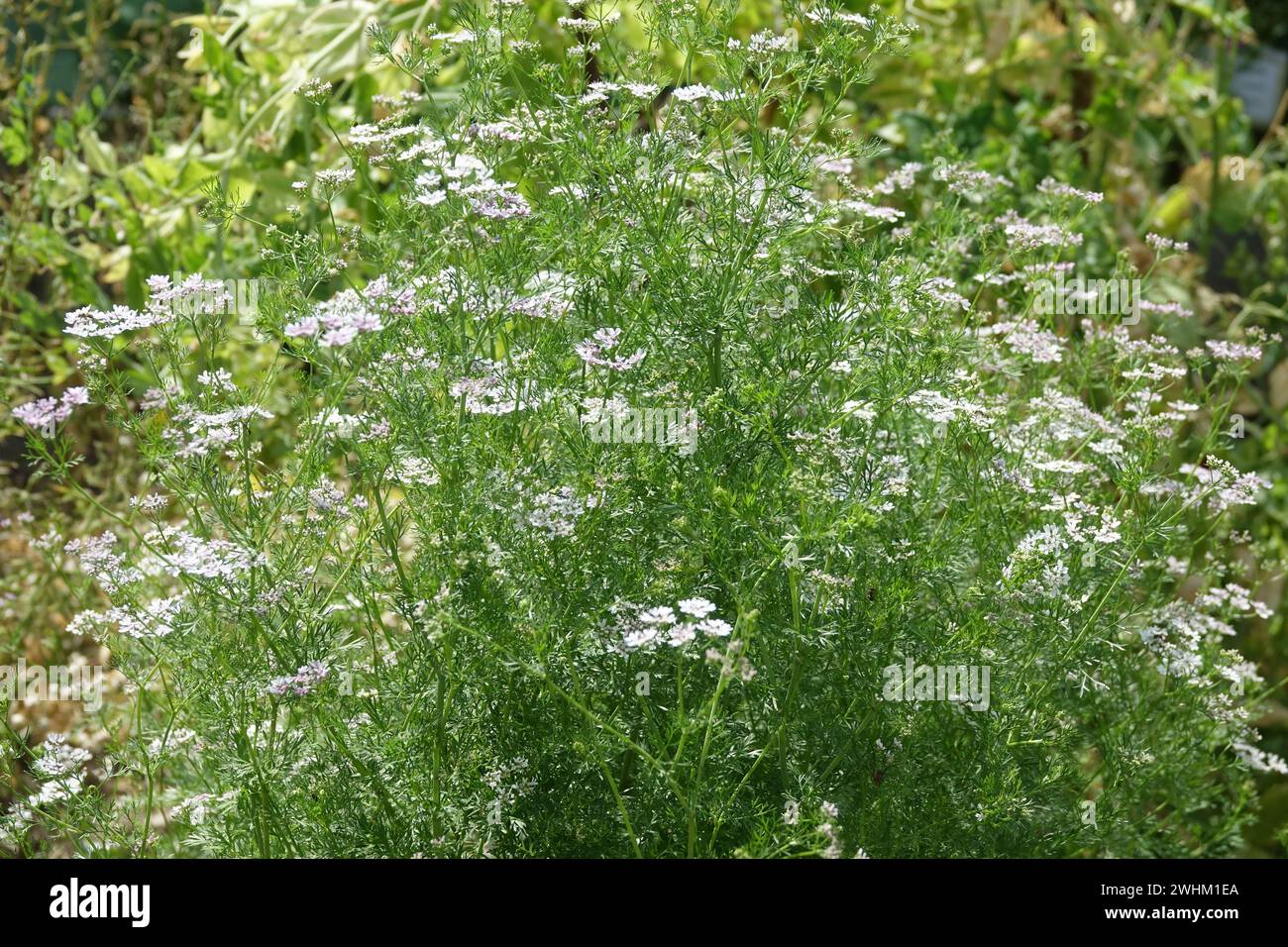Coriandrum sativum plants hi-res stock photography and images - Alamy