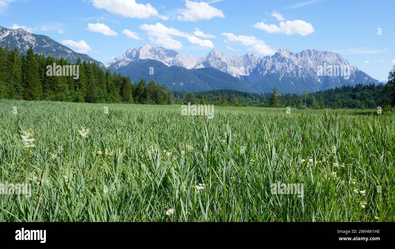 Reed bank at the Barmsee with Karwendel mountains Stock Photo - Alamy