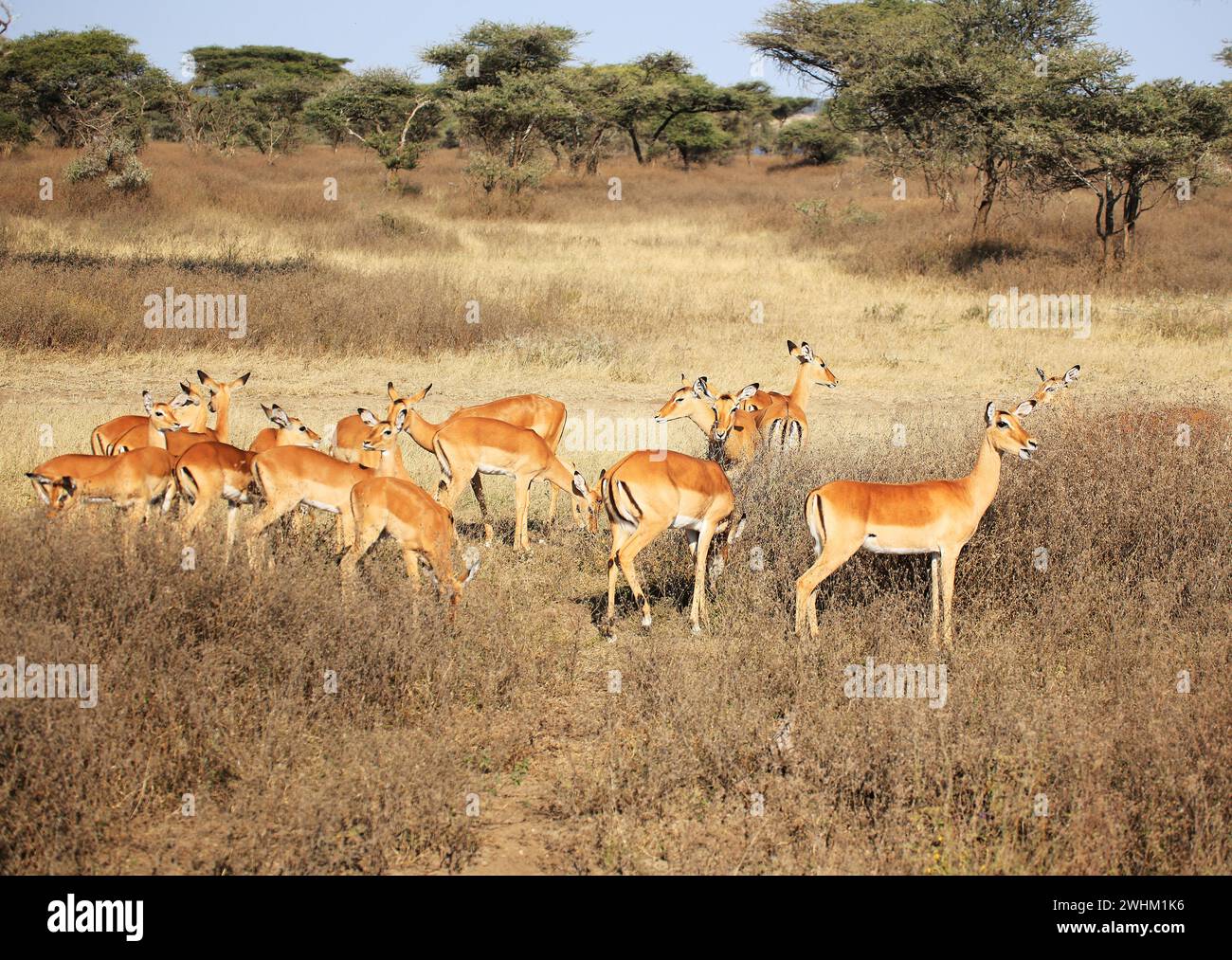 Tanzania family safari trip hi-res stock photography and images - Alamy