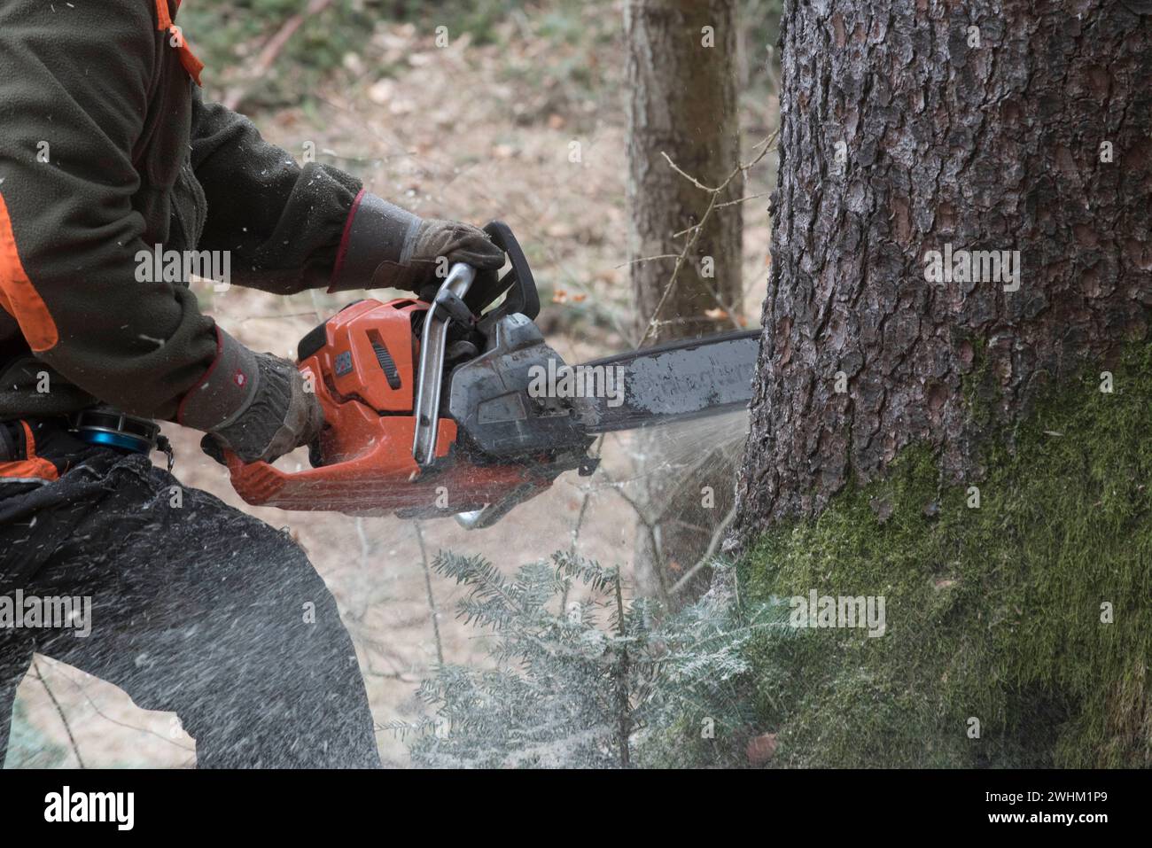 Lumberjack cutting trees in a forest hi-res stock photography and ...
