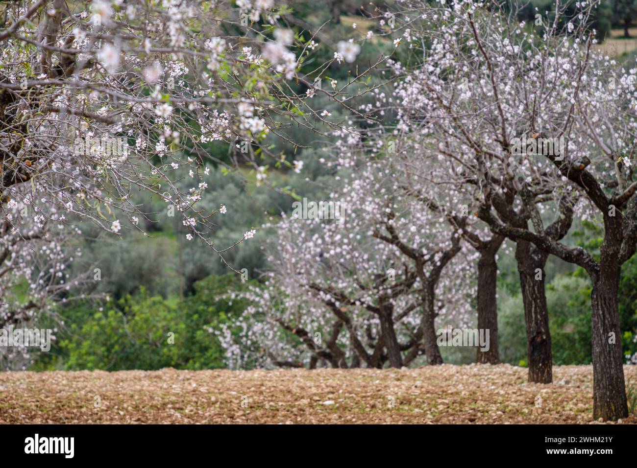 Field of almond blossoms Stock Photo - Alamy
