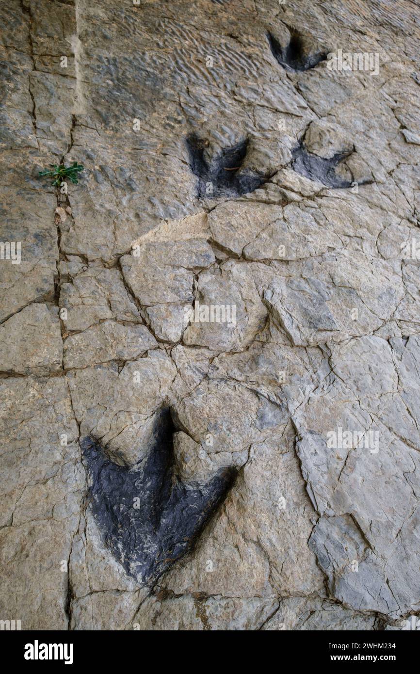 Huellas huellas huellas hi-res stock photography and images - Alamy