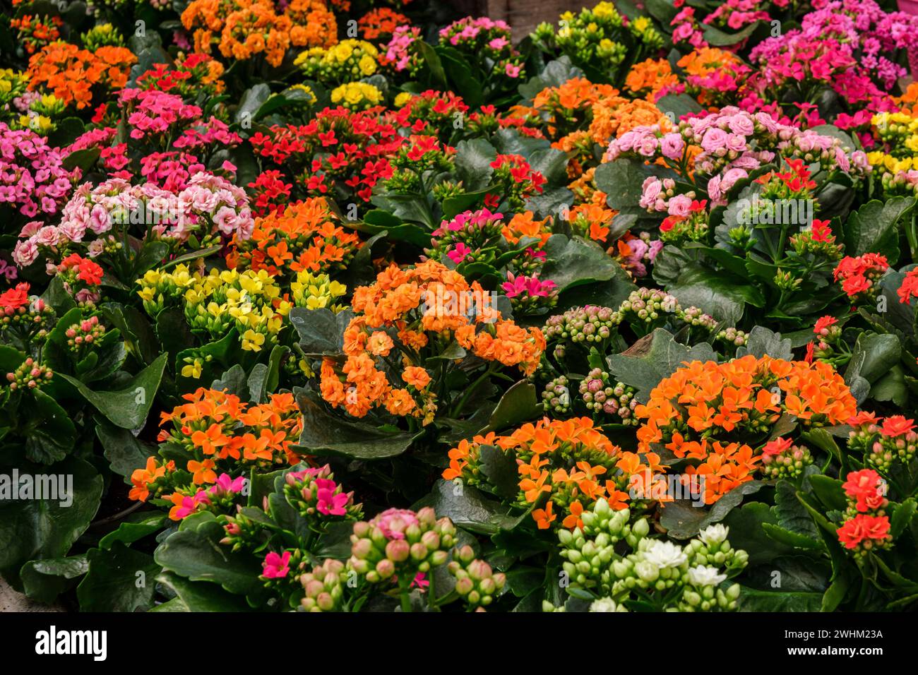 All blooming kalanchoe hi-res stock photography and images - Alamy