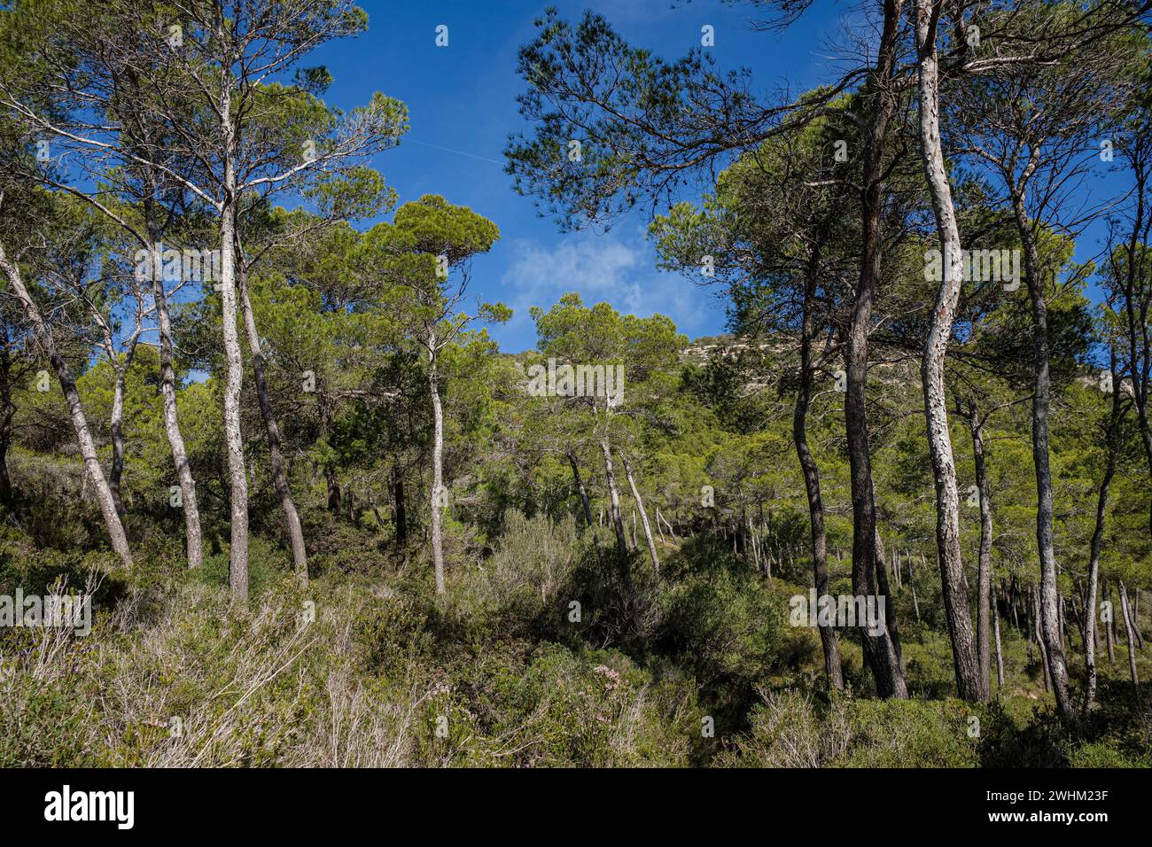 Vascular conditions hi-res stock photography and images - Alamy