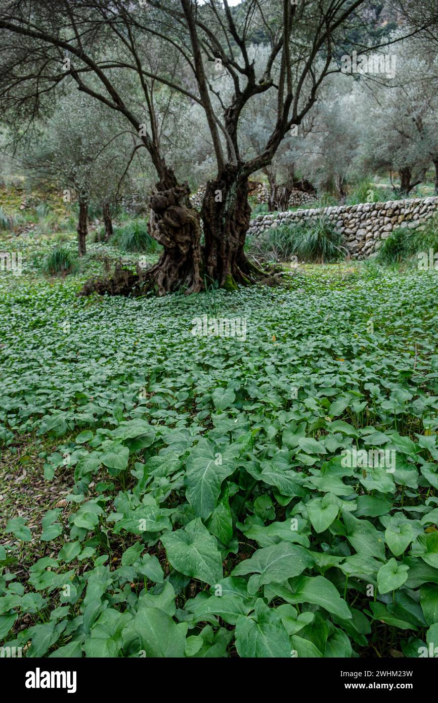 Olive trees in mallorca hi-res stock photography and images - Alamy
