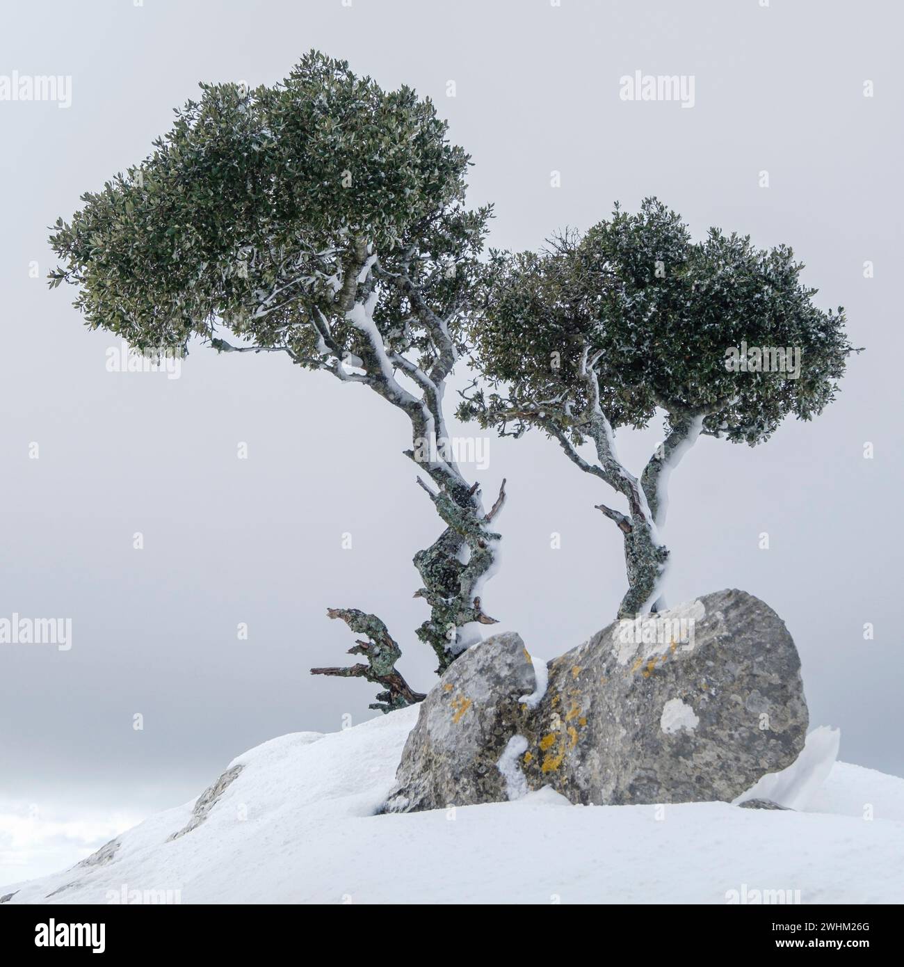 Ciclo blanco hi-res stock photography and images - Alamy