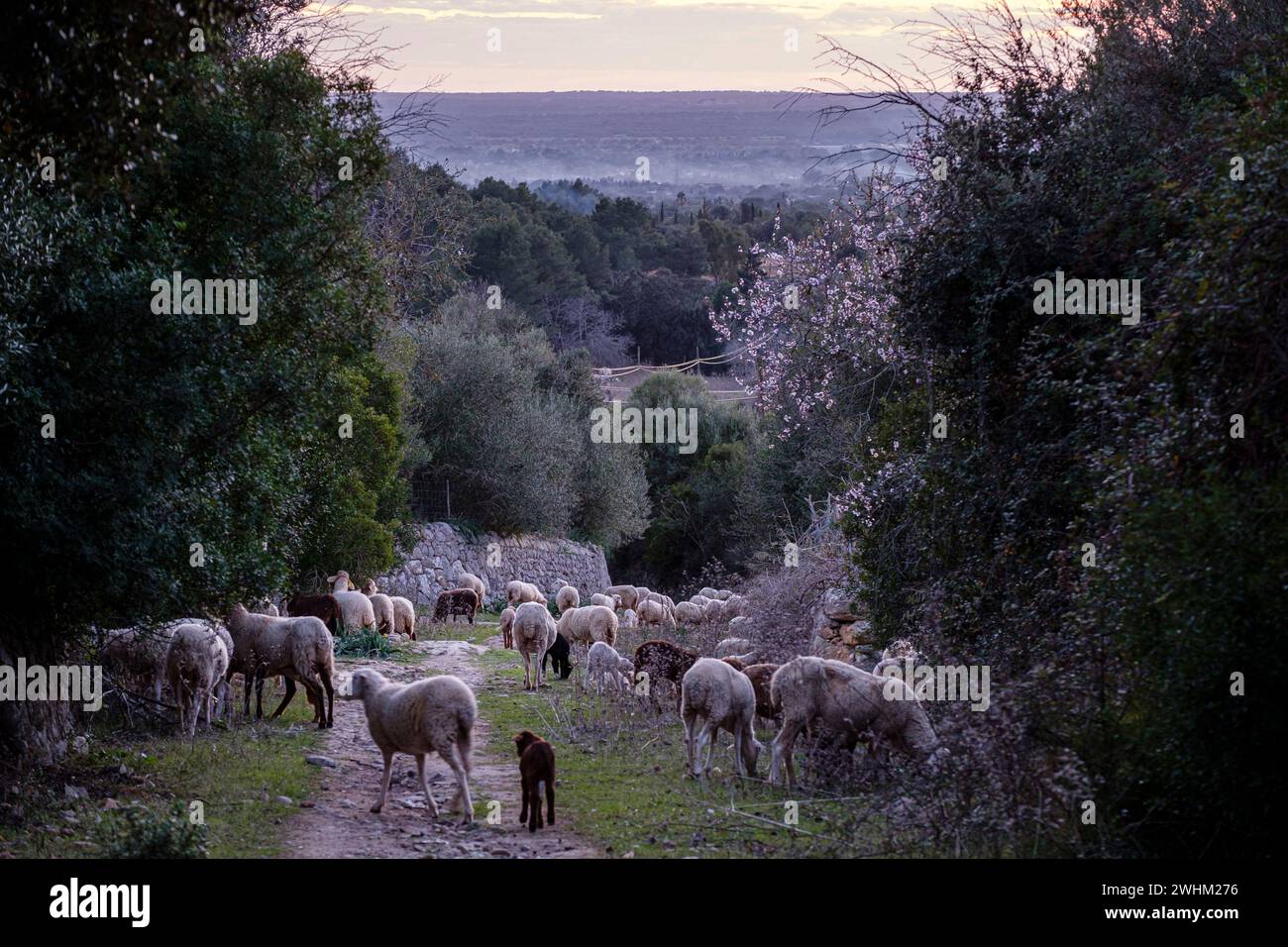 Flock of sheep Stock Photo - Alamy