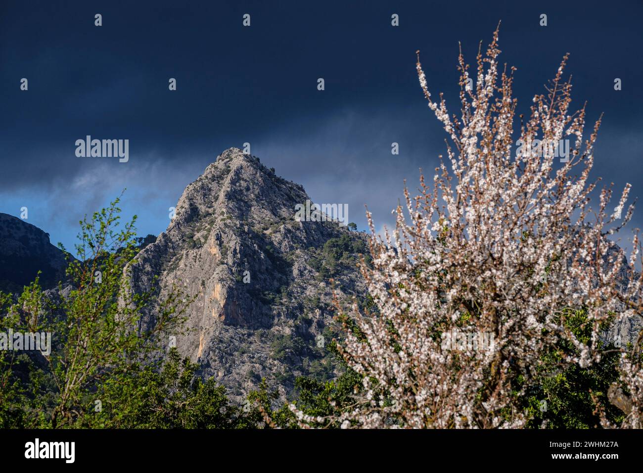 Sa Gubia peak and flowering almond tree Stock Photo - Alamy