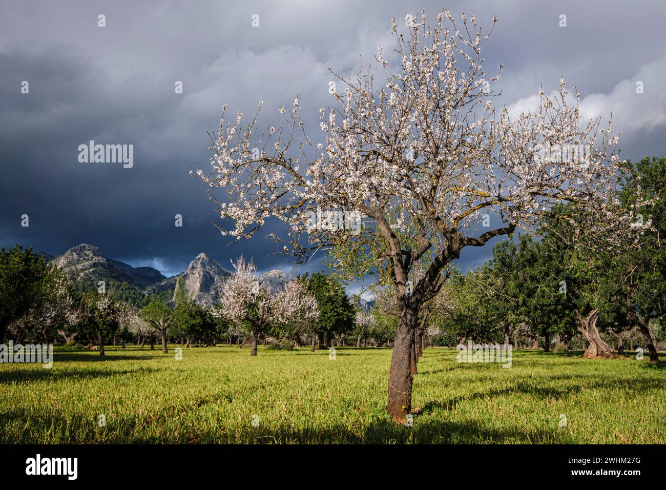 Sa tree hi-res stock photography and images - Alamy