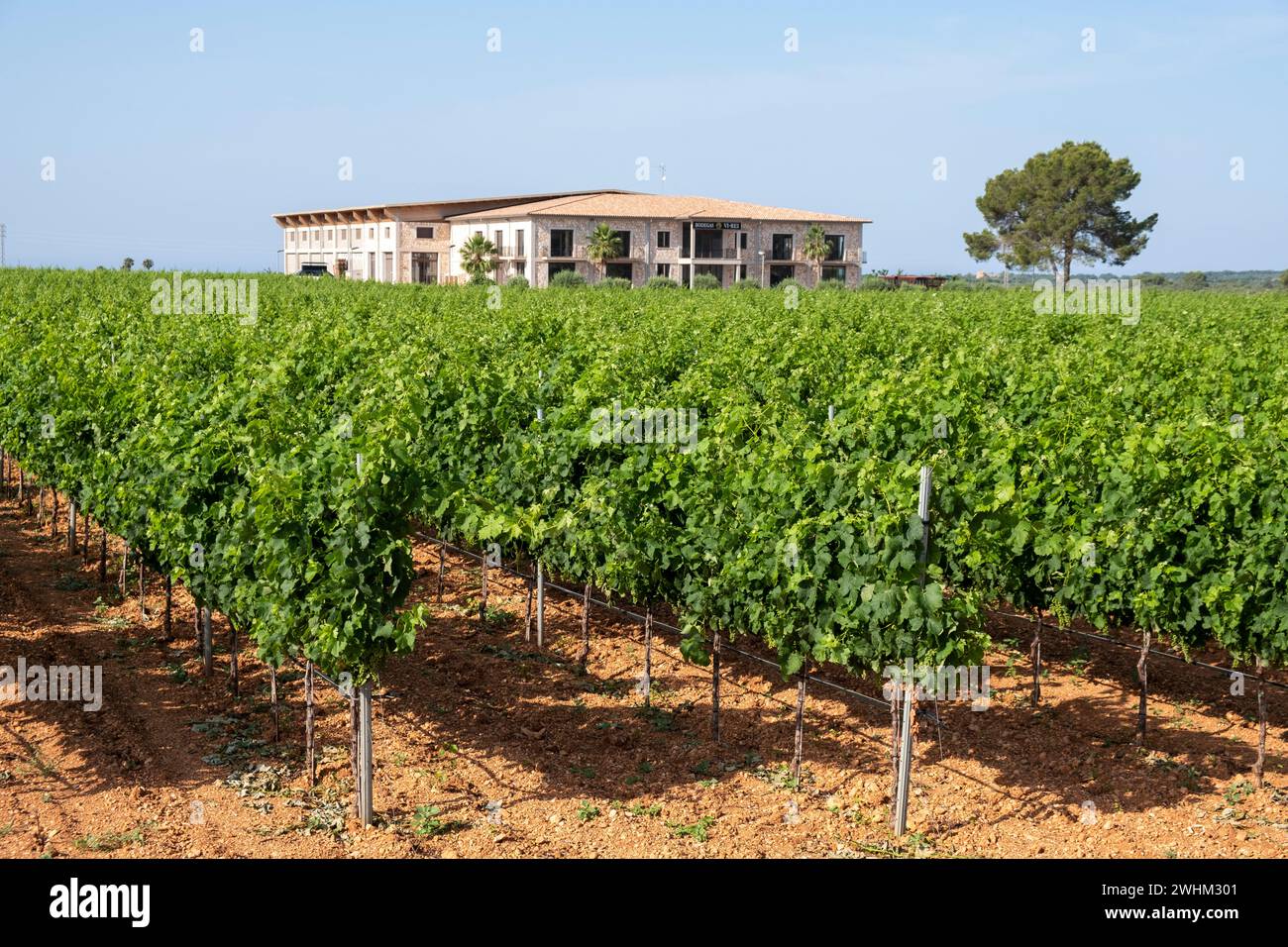 Winery plantation hi-res stock photography and images - Alamy