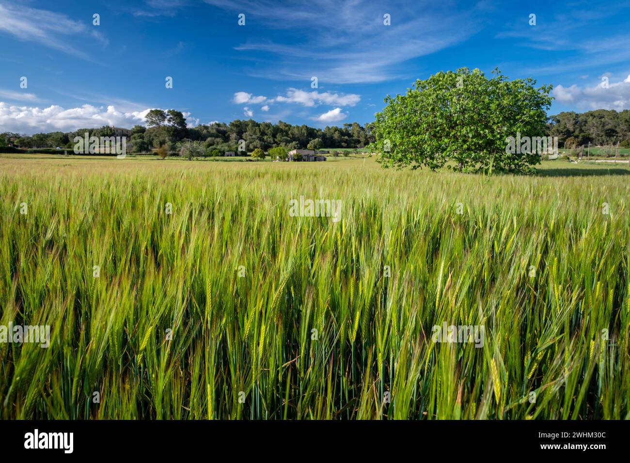 Open field crop production hi-res stock photography and images - Alamy