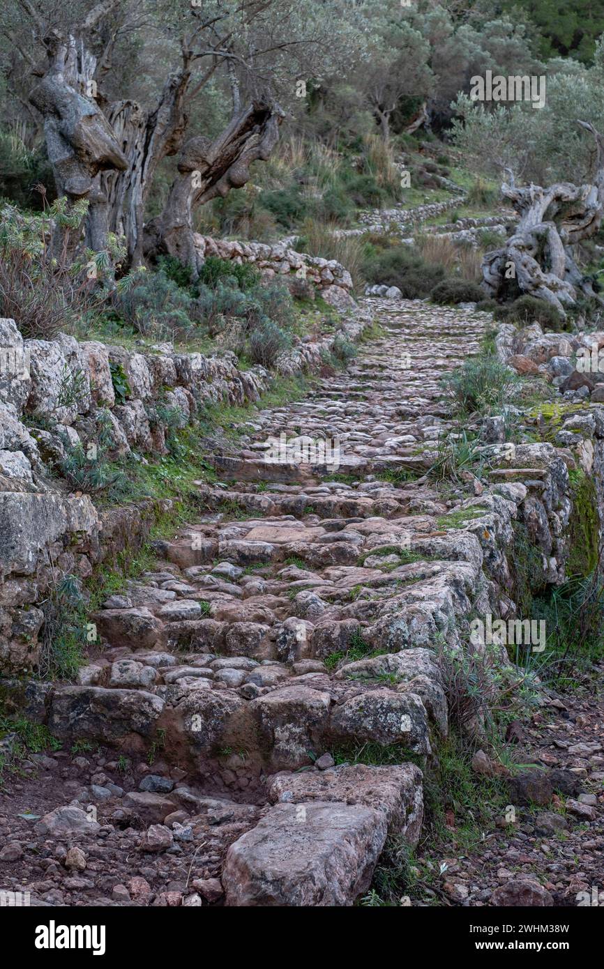 Cobblestone road trees hi-res stock photography and images - Alamy