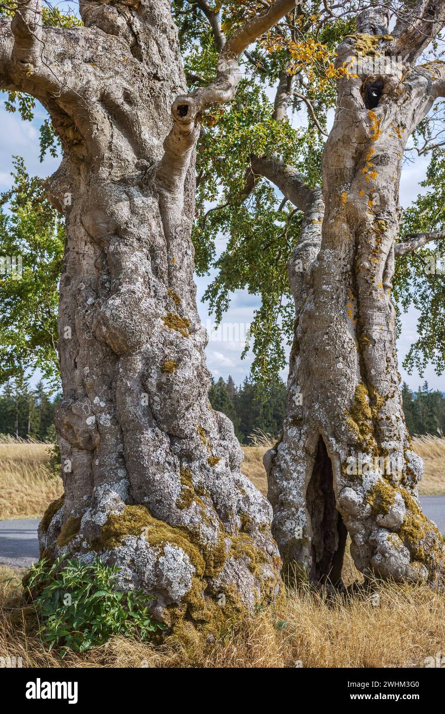 Old stock of trees hi-res stock photography and images - Alamy