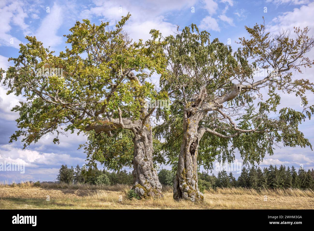 The gnarled trees Stock Photo - Alamy