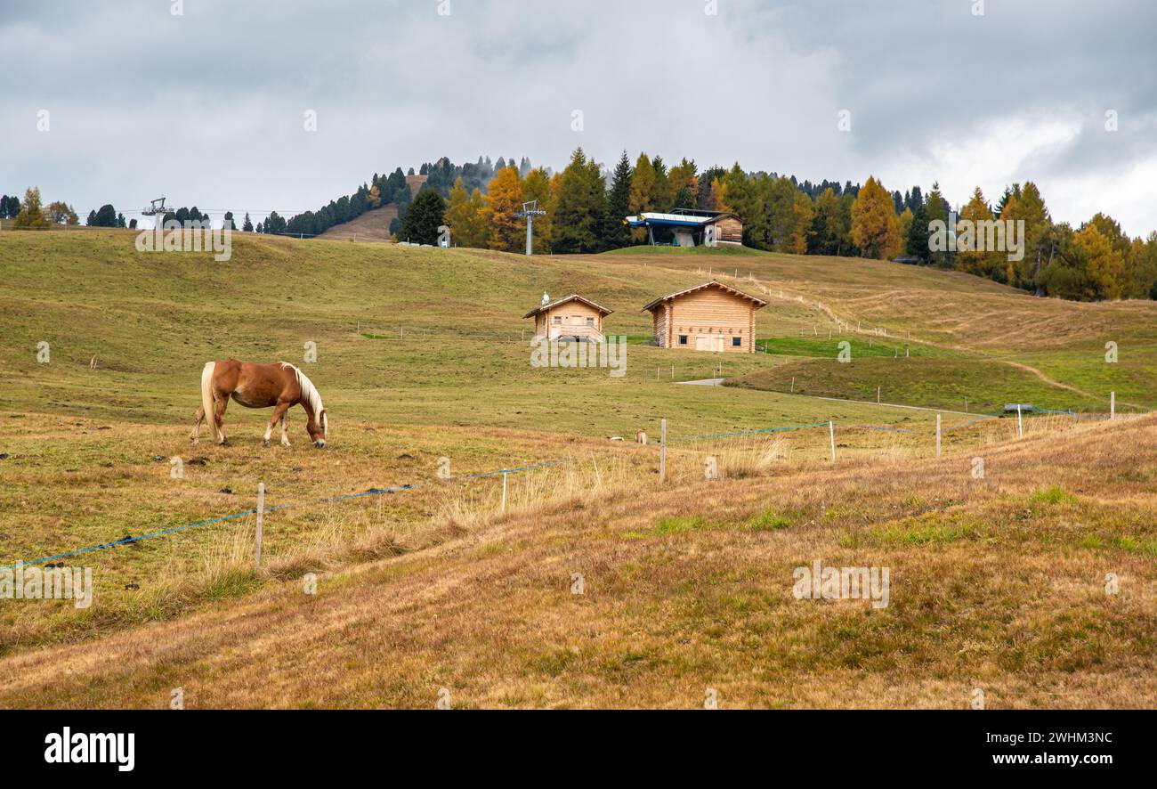 Farmland with horses feeding. Alpe di Siusi, Italy Stock Photo - Alamy