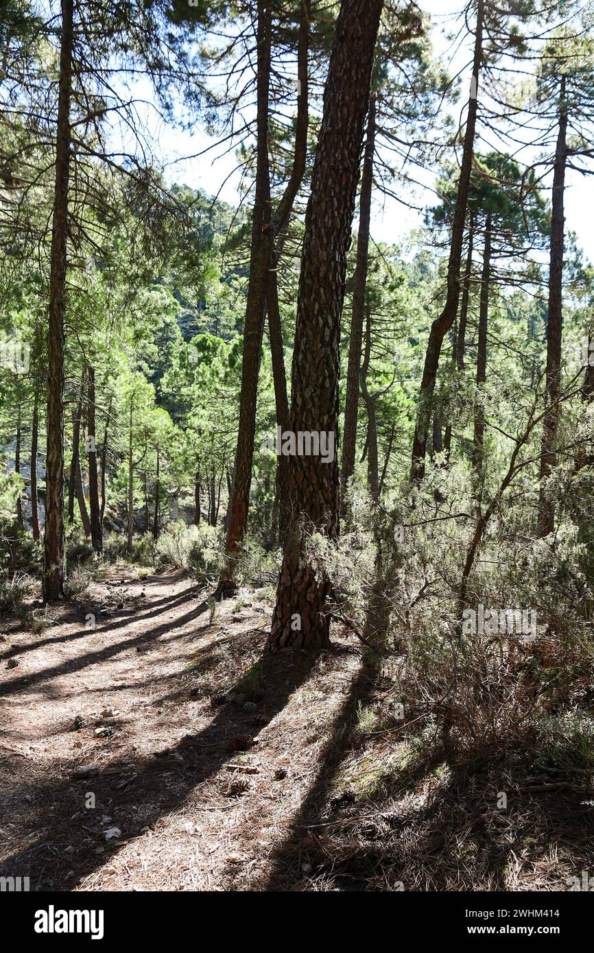 Pinus Nigra forest in the natural park of Sierra de Cazorla y Segura ...