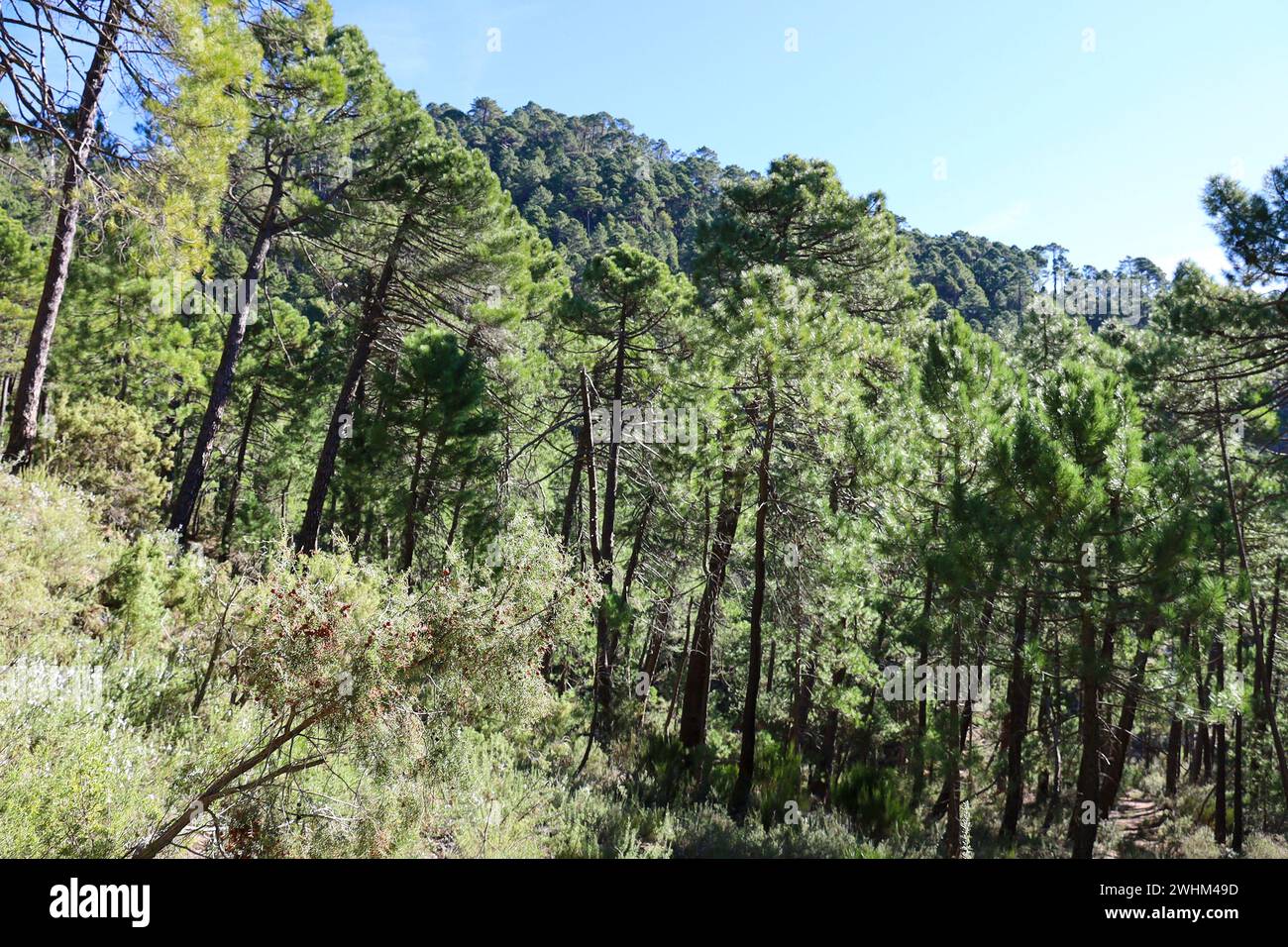 Pinus Nigra forest in the natural park of Sierra de Cazorla y Segura ...