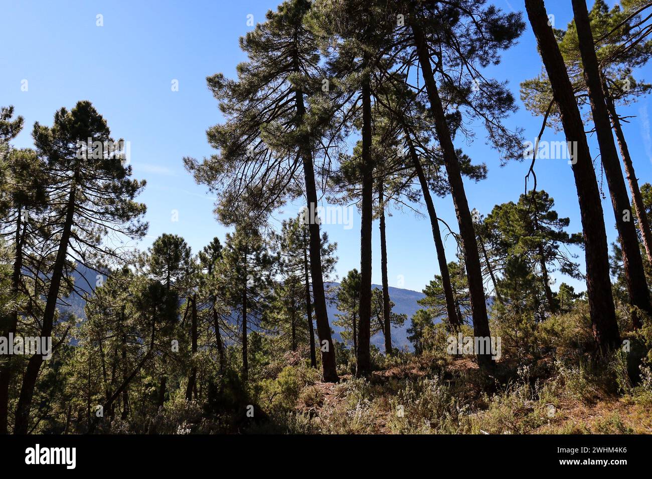 Pinus Nigra forest in the natural park of Sierra de Cazorla y Segura ...