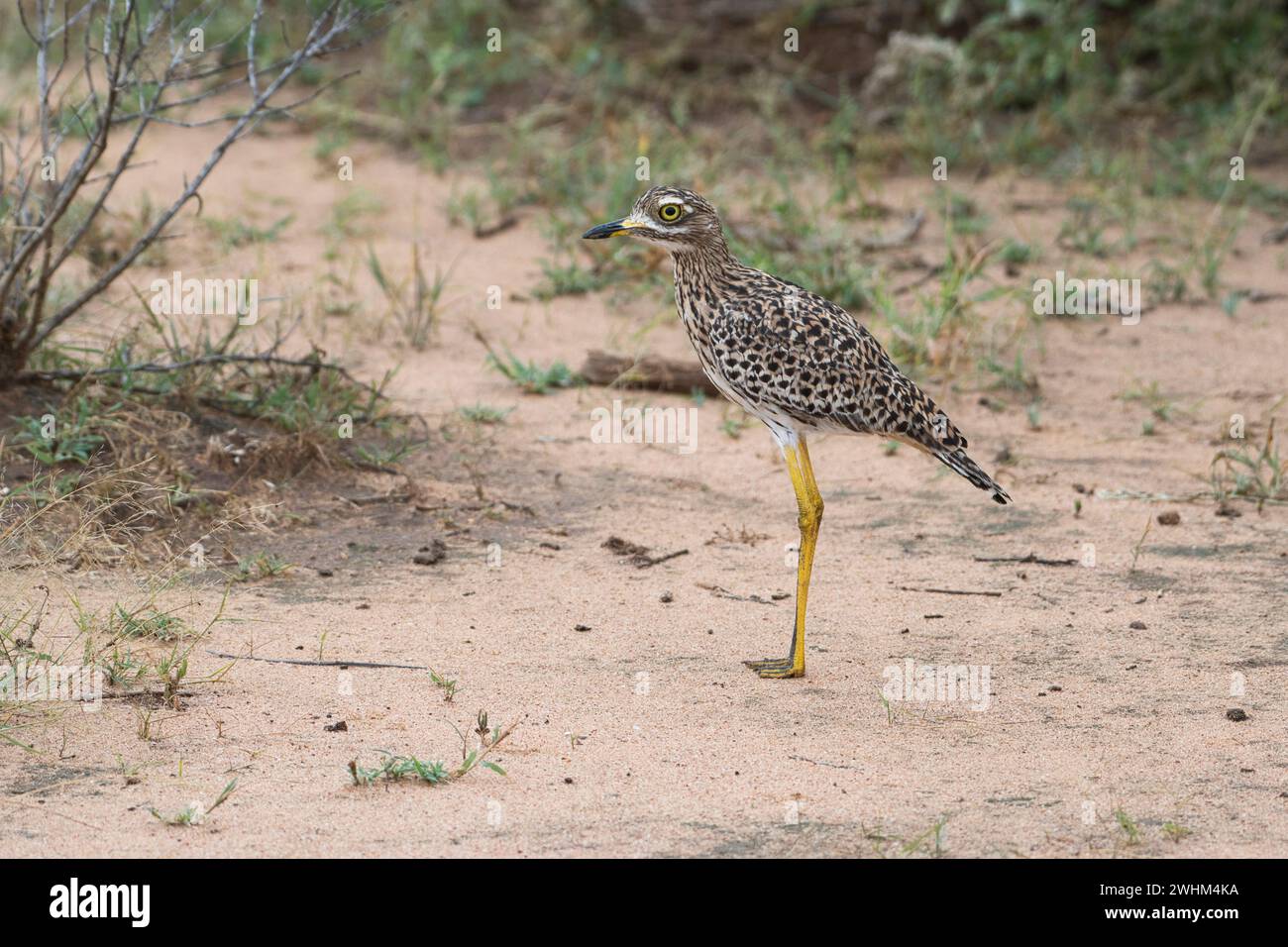 Spotted thick-knee (Burhinus capensis), also known as the spotted ...