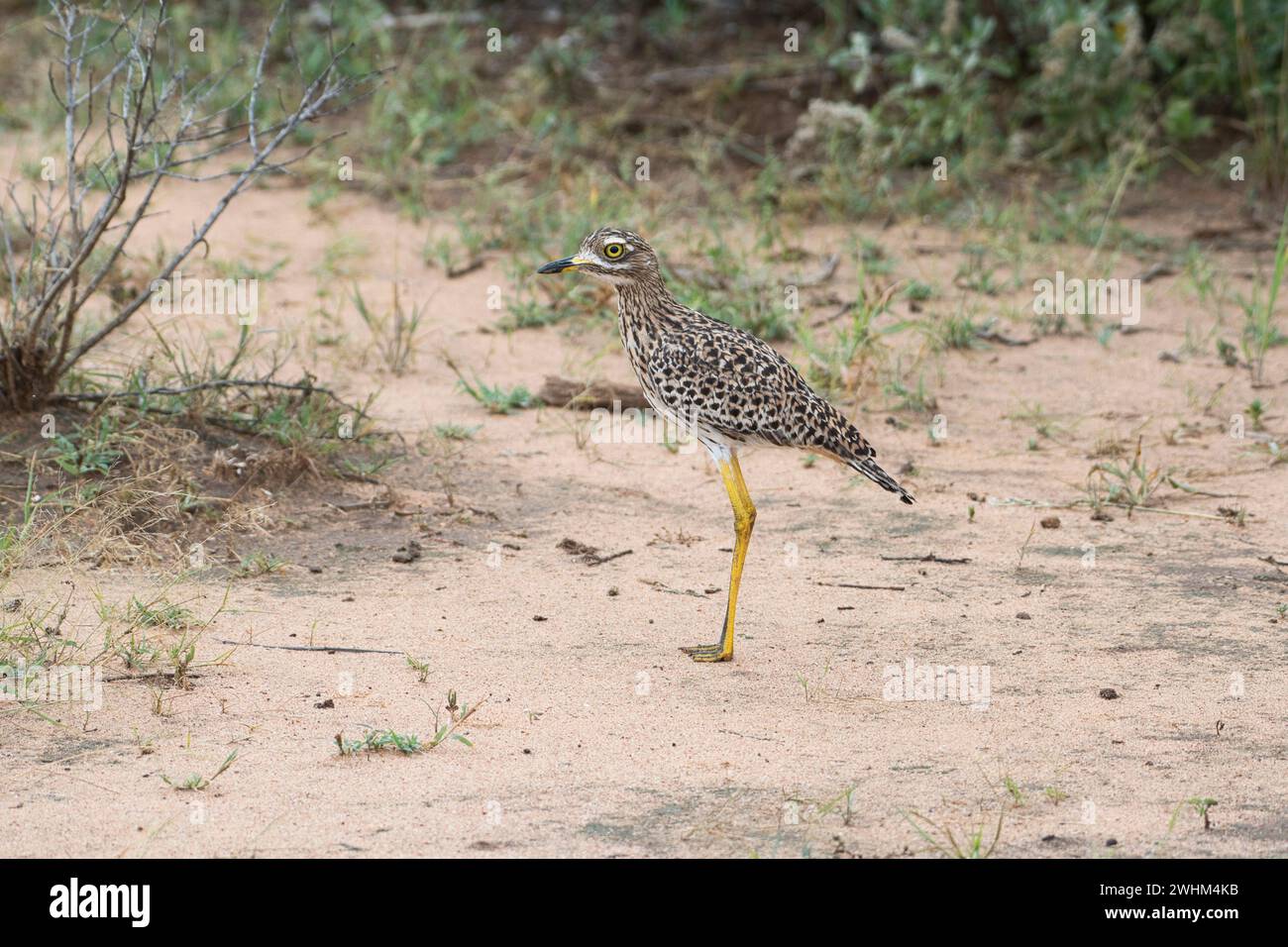 Spotted thick-knee (Burhinus capensis), also known as the spotted dikkop Stock Photo - Alamy