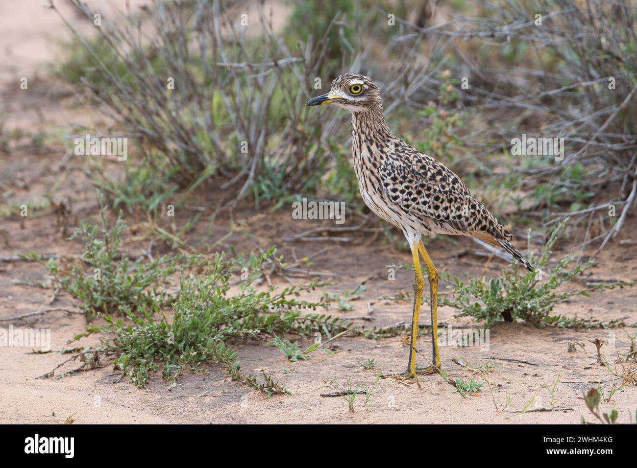 Spotted thick-knee (Burhinus capensis), also known as the spotted dikkop Stock Photo - Alamy