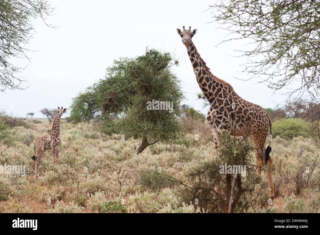 Masai giraffe (Giraffa camelopardalis) mother and young calf Stock ...