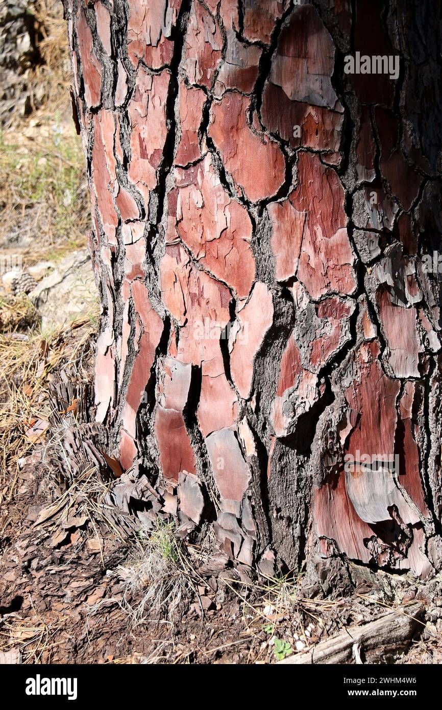 Pinus Nigra trunk and bark in the natural park of Sierra de Cazorla y ...