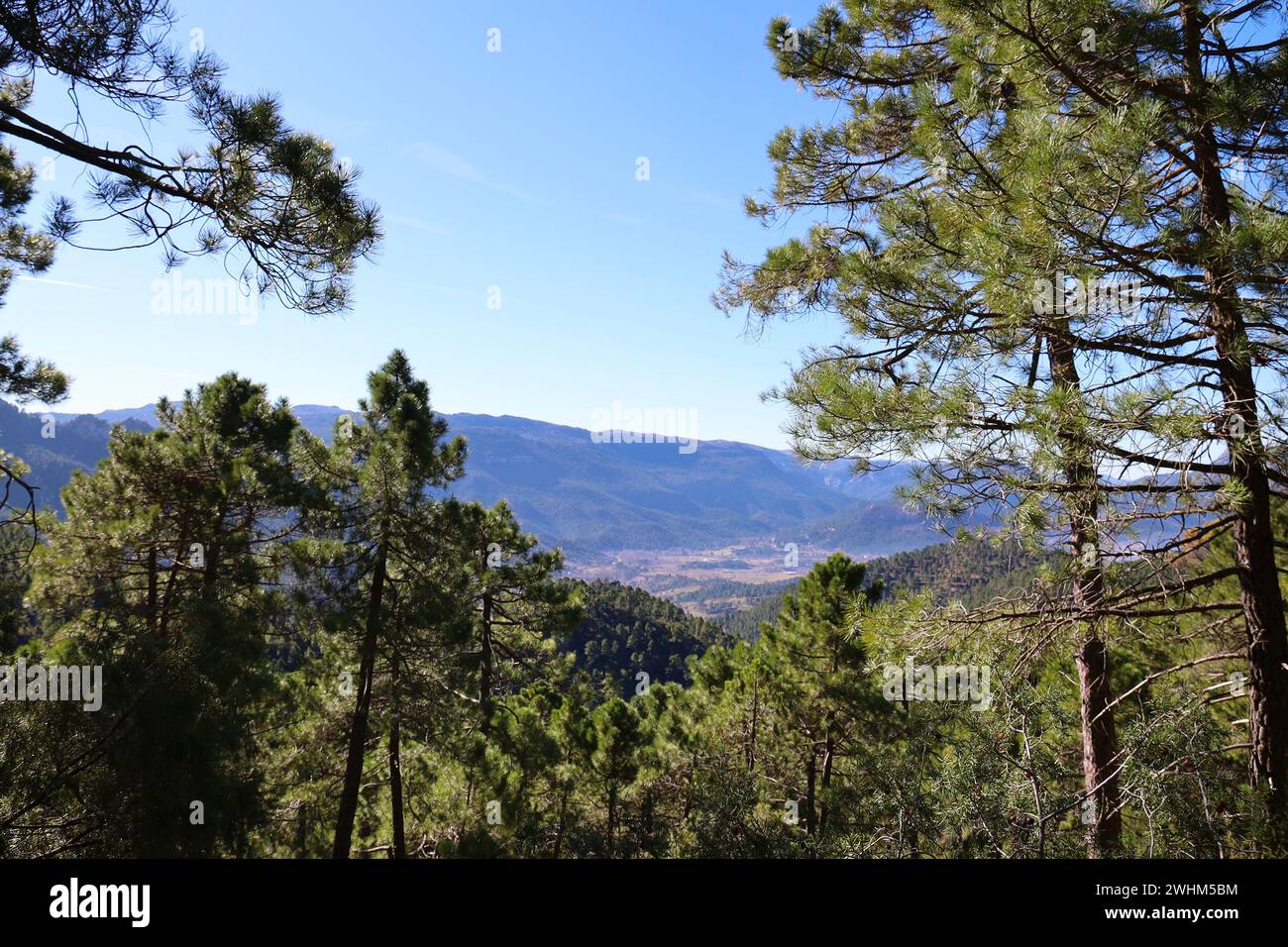 Pinus Nigra forest in the natural park of Sierra de Cazorla y Segura ...