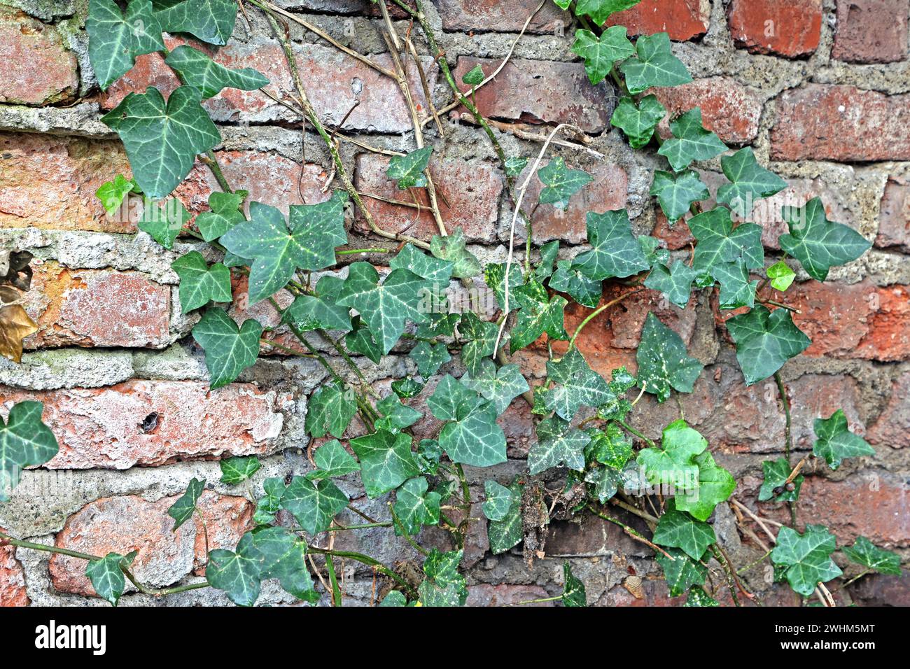 Ziegel aus ziegel hi-res stock photography and images - Alamy