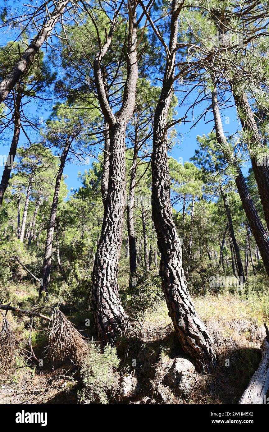 Pinus Nigra forest in the natural park of Sierra de Cazorla y Segura ...