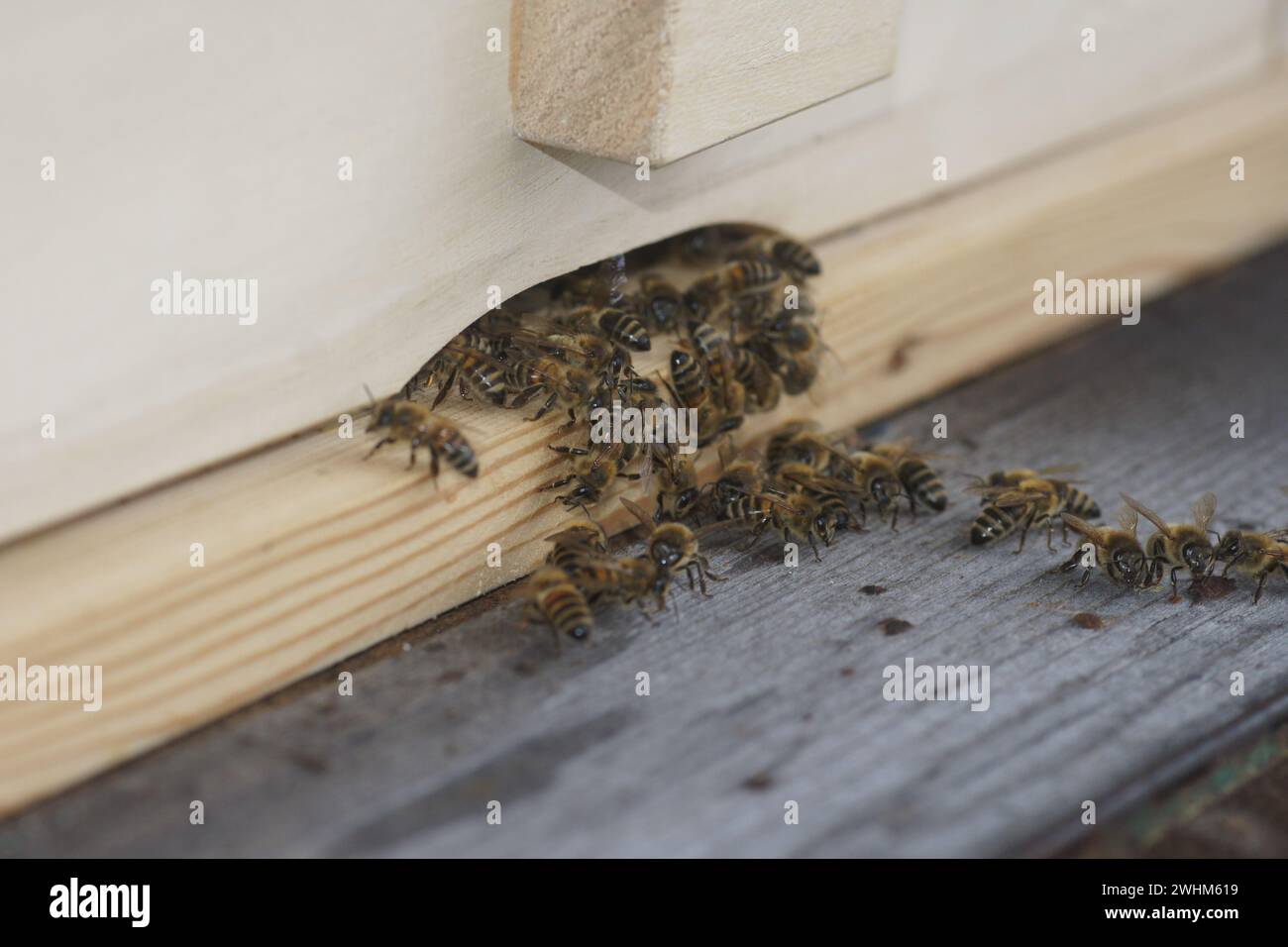 Apis mellifera, bee, beehive Stock Photo - Alamy