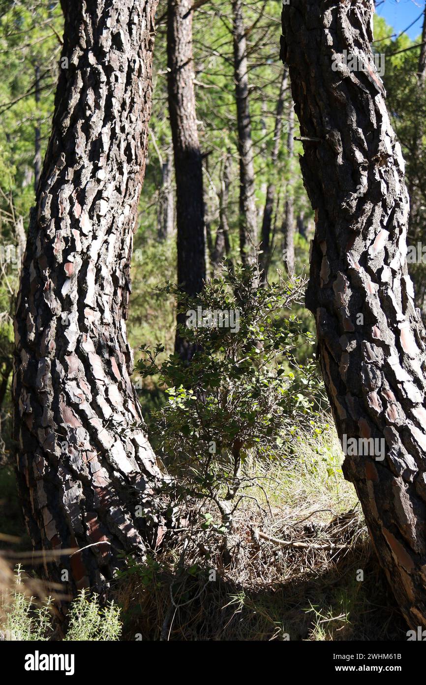 Pinus Nigra forest in the natural park of Sierra de Cazorla y Segura ...