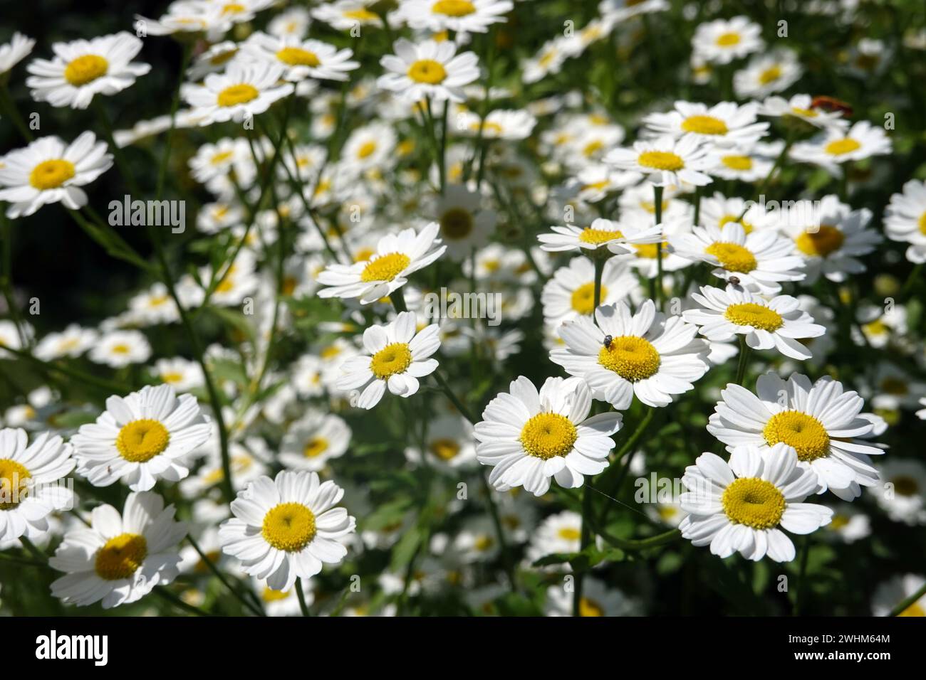 False chamomile hi-res stock photography and images - Alamy