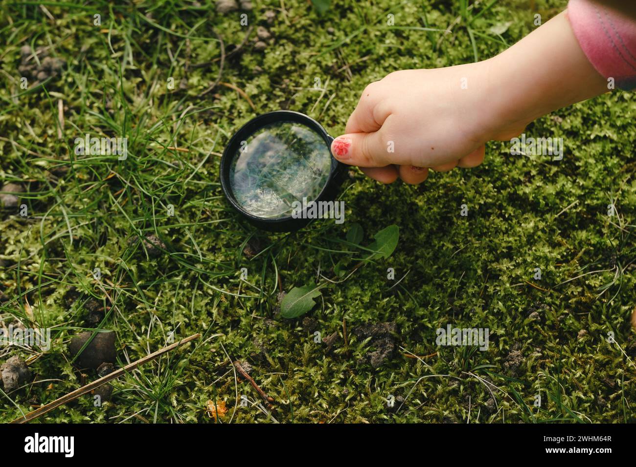 Kids hand with magnifying glass over moss in the forest. Nature search ...